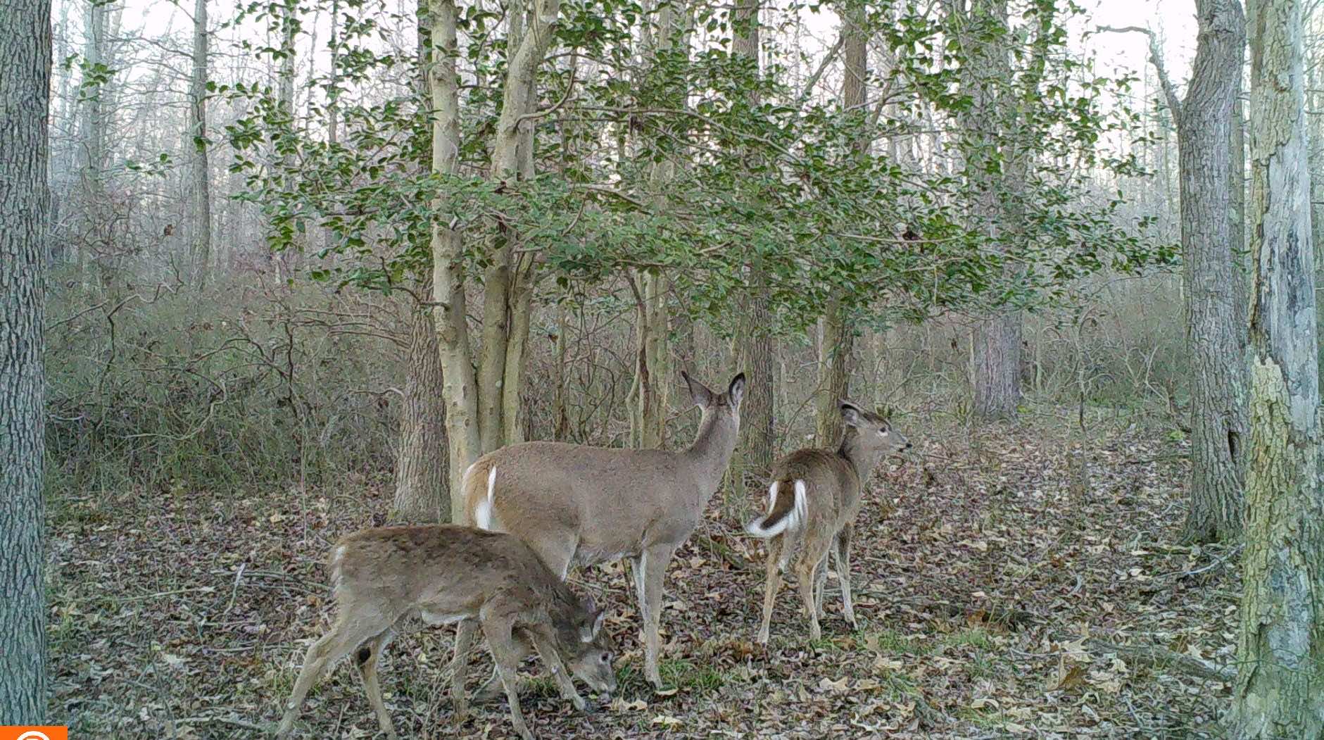 Penn State Deer-Forest Study