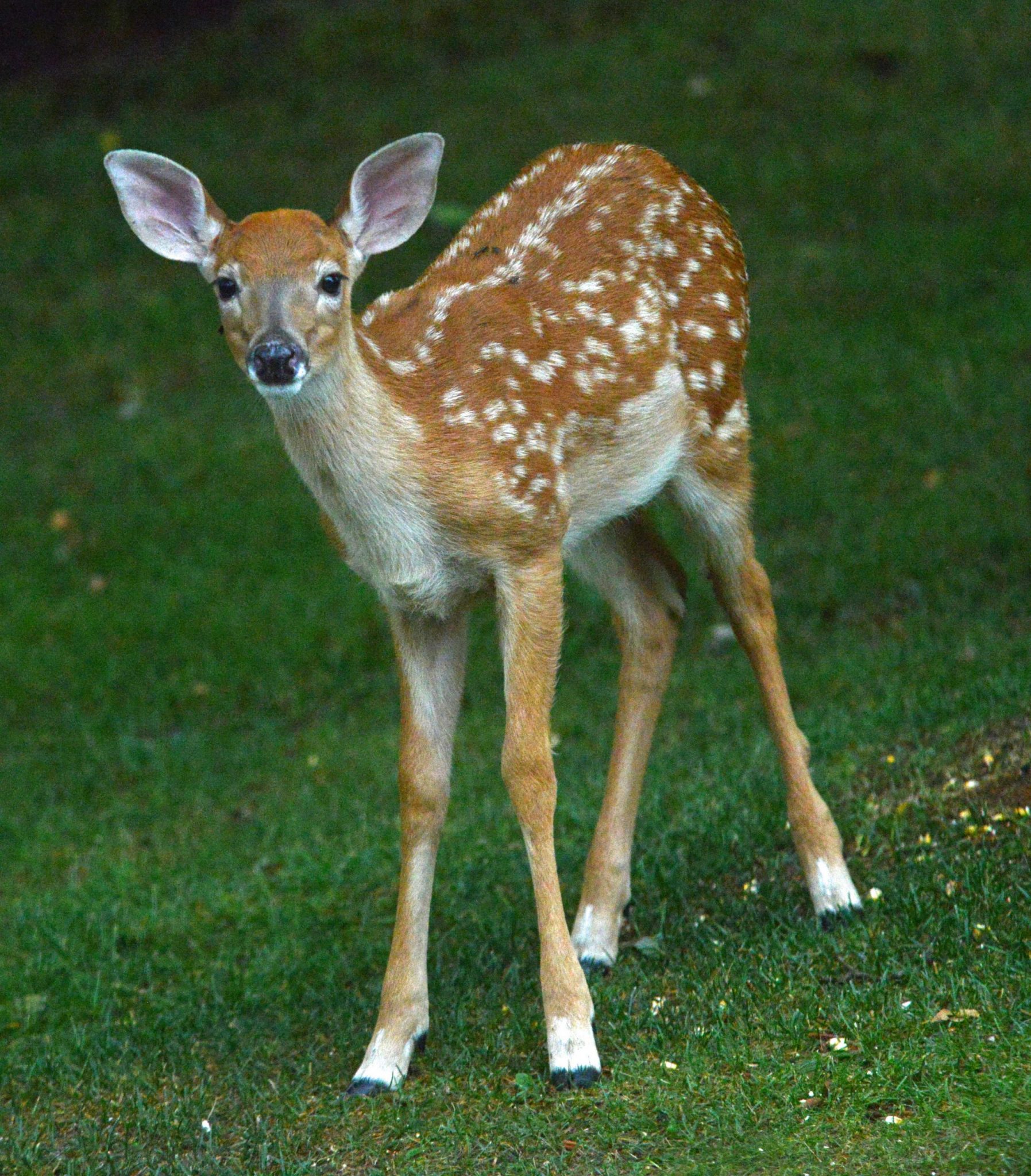 Penn State Deer-Forest Study