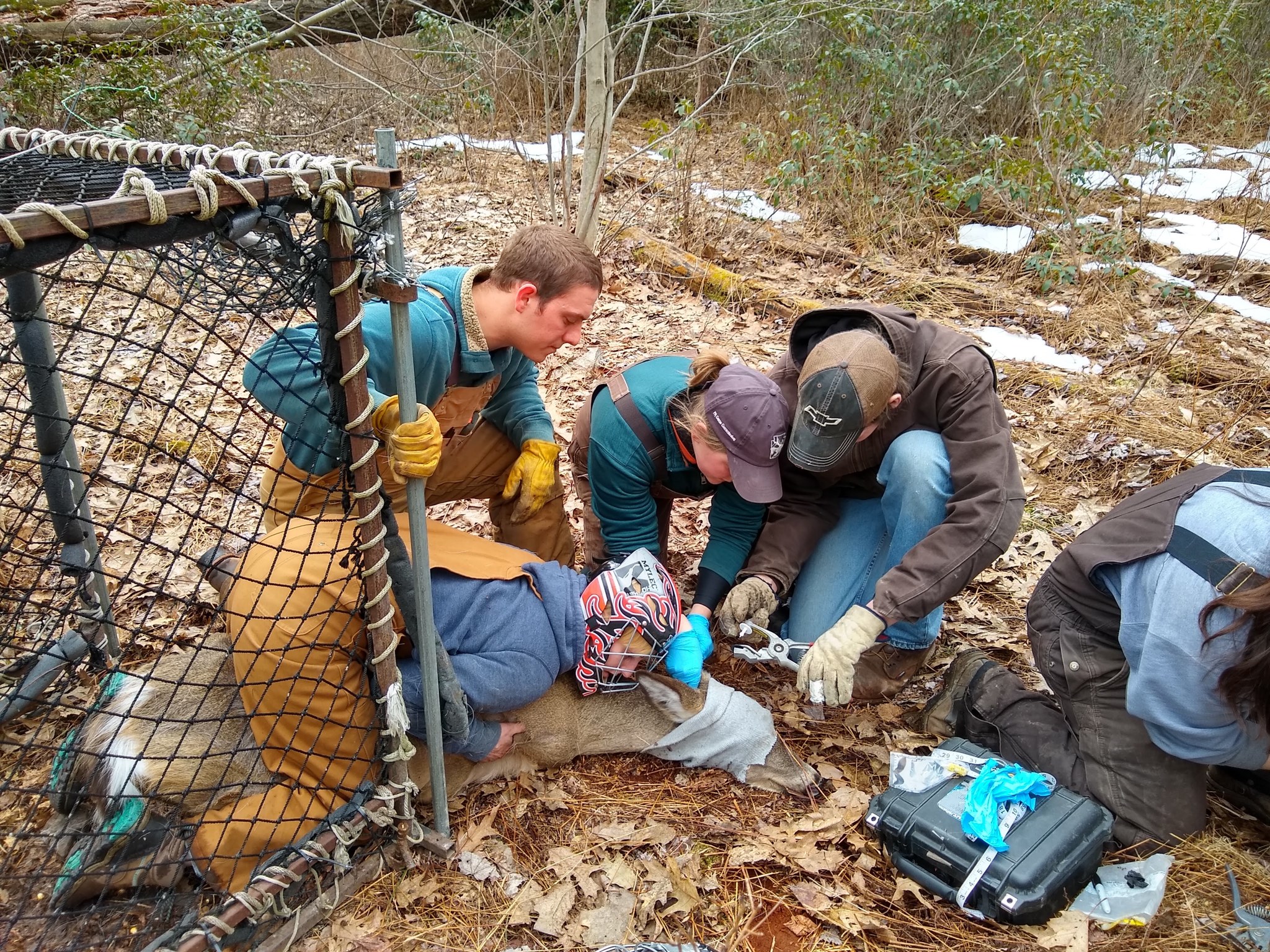 Penn State Deer-Forest Study
