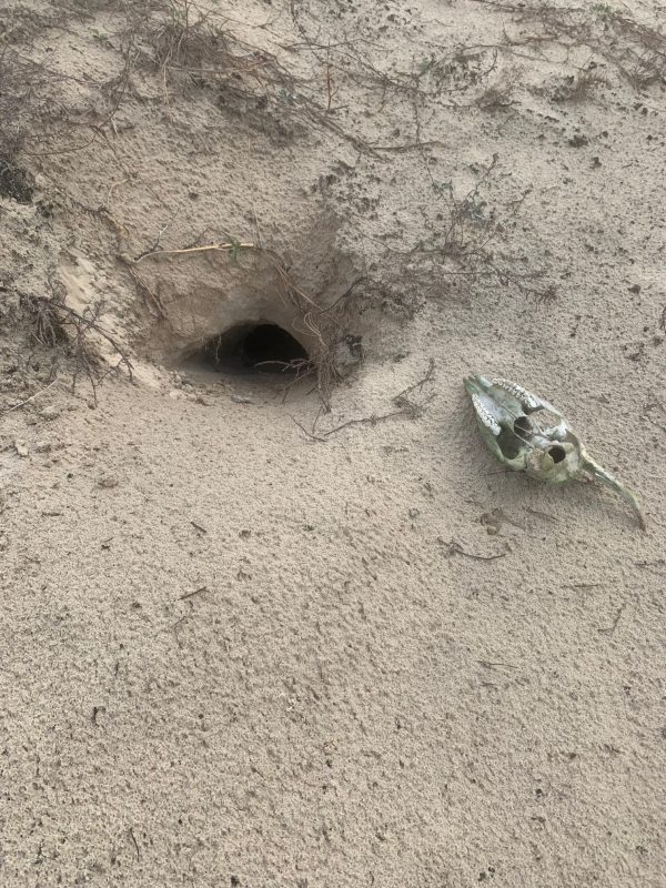 Penn State Deer-Forest Study