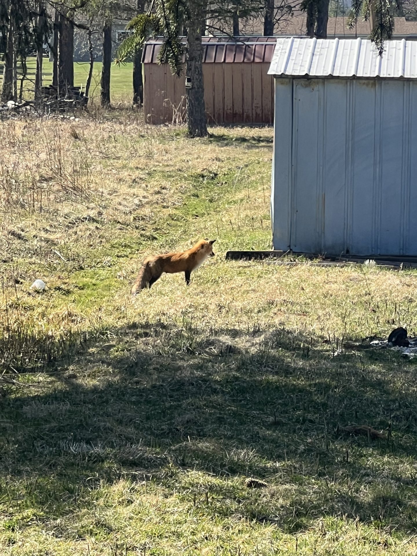 Penn State Deer-Forest Study